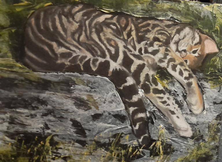 ocelot sleeping